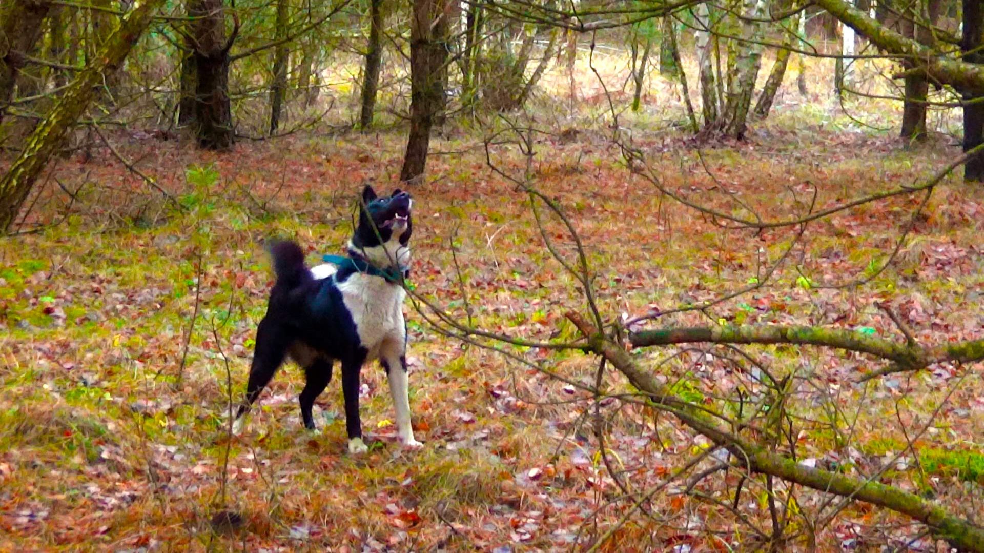 ОХОТА С ЛАЙКОЙ. НАШЛИ КУНИЦУ. ЕНОТЫ, БЕЛКИ КАК ДОВЕСОК