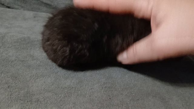 американский тедди шоколад (возраст 1 месяц) из питомника ZLATO VLASKA (Рыбинск)