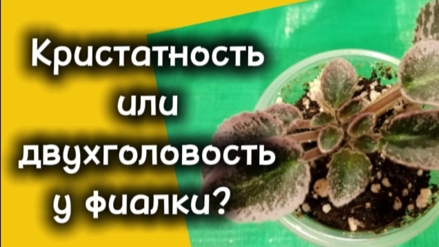 Двухголовость или кристатность у фиалки?
