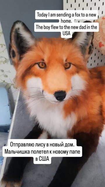 Отправляю лису в новый дом в США