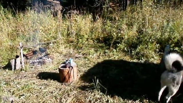 В поисках медведя!Кобель на кухне!ОХОТА НА МЕДВЕДЯ!