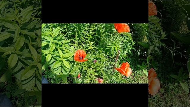 Стихотворение " Шёл по улицам Бог..."