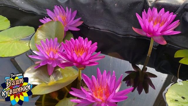 Нимфея Purple Silk (Фиолетовый шелк) кувшинка, waterlily, водные растения, пруд