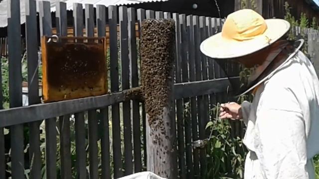 КАК СНЯТЬ РОЙ СО СТОЛБА! ОРИГИНАЛЬНЫЙ МЕТОД! РОЕНИЕ ПЧЕЛ! ОТКАЧКА МЁДА!