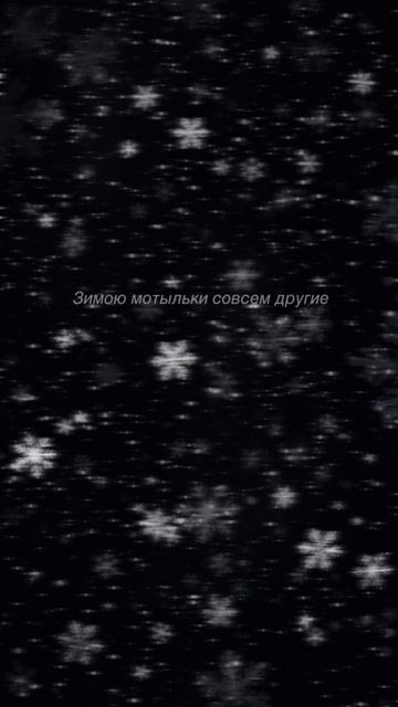 Зимою мотыльки совсем другие