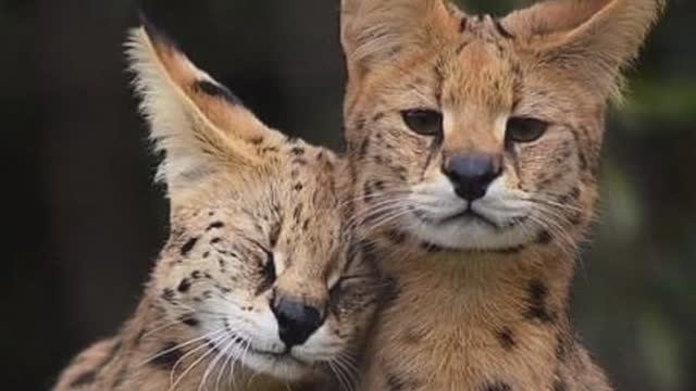 ЛуМиСта - Африканские напевы