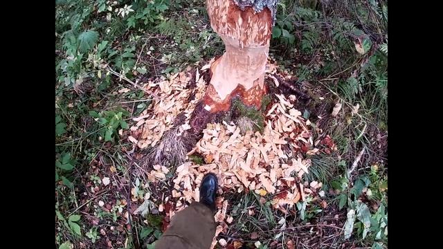 ОХОТА 2020 // по медвежьим тропам #1 //ОХОТА НА МЕДВЕДЯ