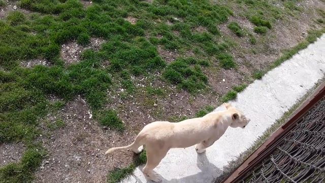 17 апреля. Парк львов "Тайган" 🦁🦁🦁 часть 1