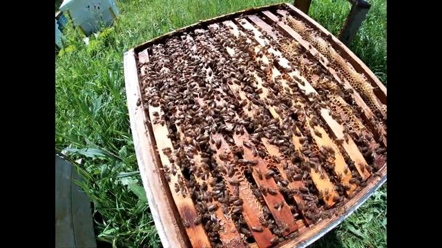 ОТКАЧКА МЁДА // ВЫБОР РАМОК // ПЧЕЛОВОДСТВО 2020