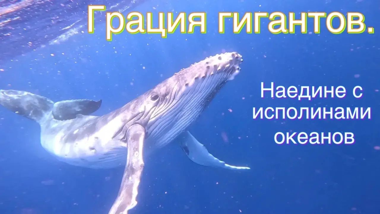 Грация гигантов. Наедине с исполинами океанов!