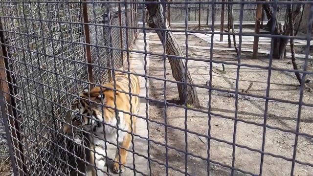 17 апреля. Парк львов _Тайган_🦁🦁🦁. Часть 7.