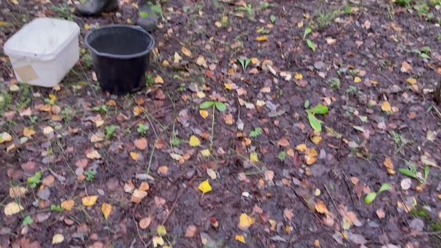 Тихая охота в опасном лесу.