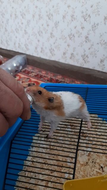 Изюмчик плюс фальга