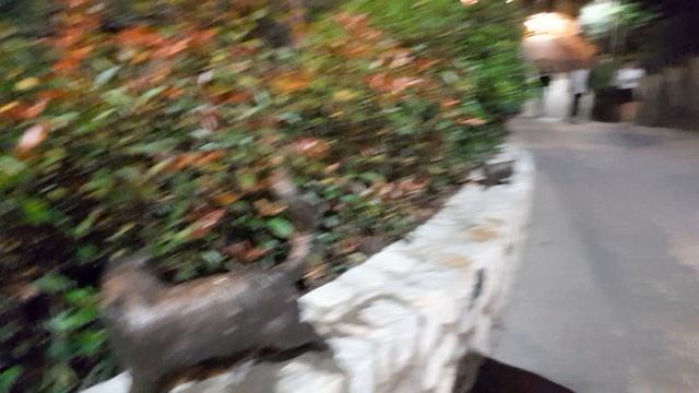 Коты Алупки.