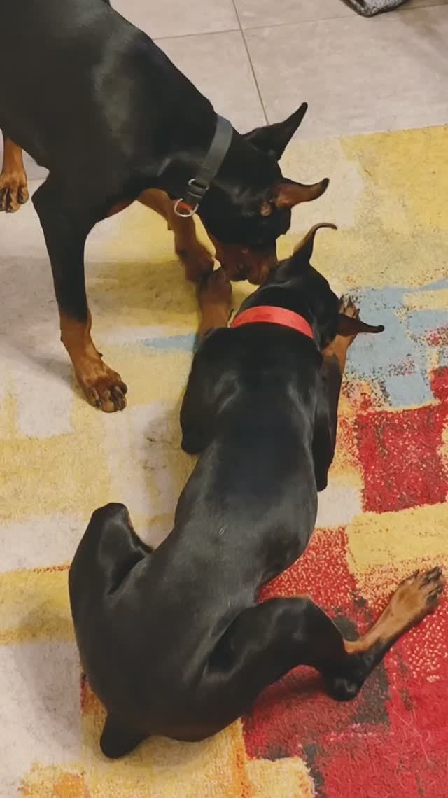 Щенки Добермана резвятся в загородном Питомнике Московской области, Москва - Подольск