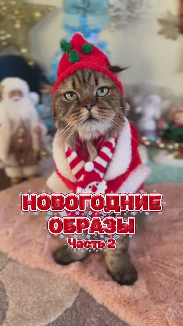 Ставь 👍 если понравился мой образ!🎅🏼😻 #котик #новогоднийобраз #котики