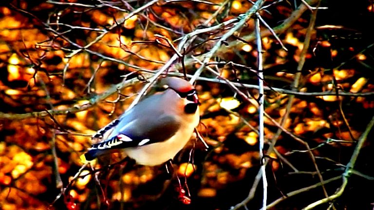 Прилетели свиристели