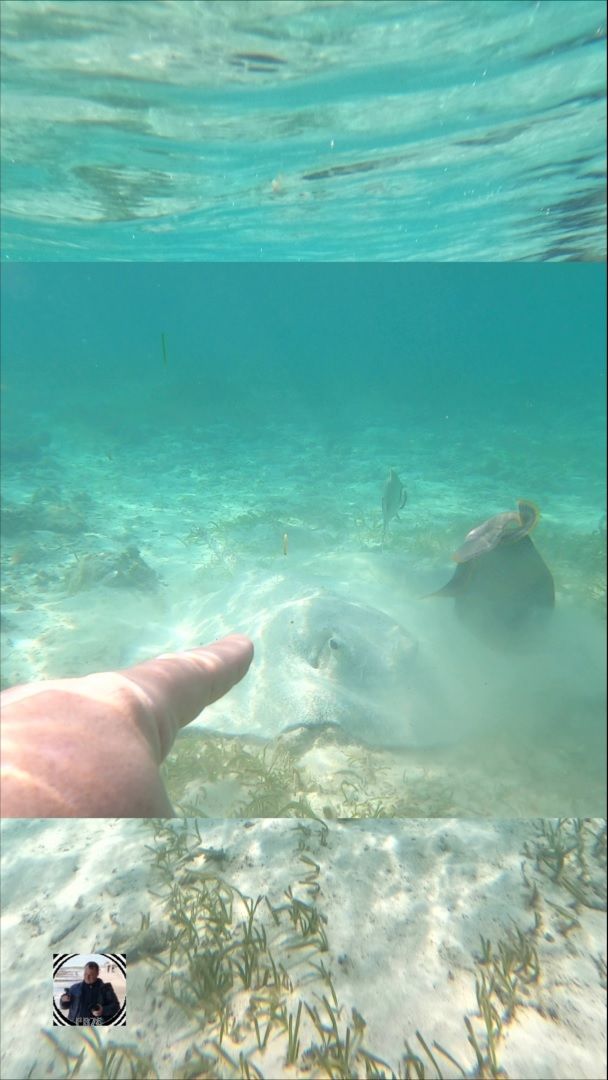 Встретил ската - шляпа с глазами ;) Снорклинг, Мальдивы 2025 #мальдивы2025 #снорклинг #скат #юмор