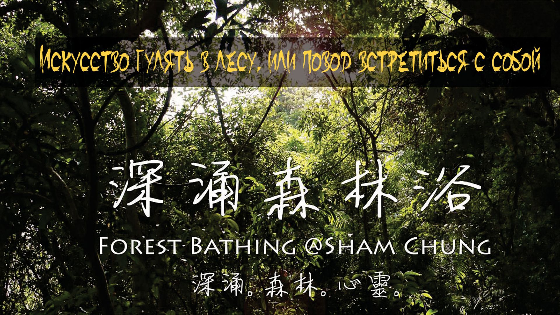 Синрин-йоку - Искусство гулять в лесу, или повод встретиться с собой