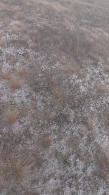 Декабрьские утки#shorts