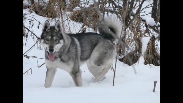 Стихи!Фотозарисовки!Стихи о зиме!Стихи о собаках!Стихи о жизни и охоте!