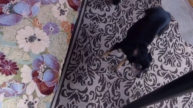 Погода и Люська дуркуют!