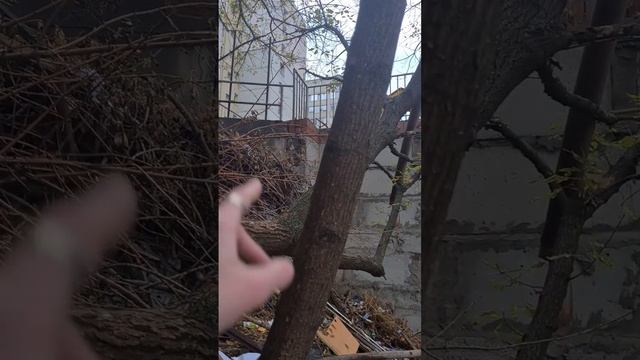 Великая стена! Поиск отличий!