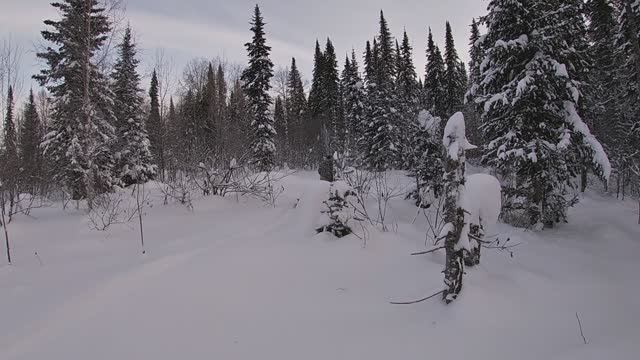 На лыжах в тайгу
