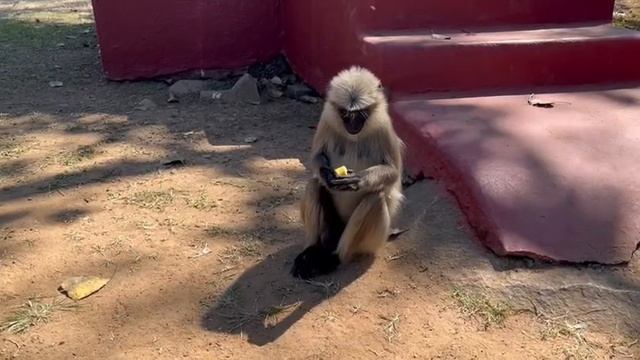 Лангуры трапезничают