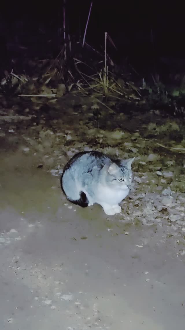 Сергей и Алиса | История двух сердец | Дачные видеозарисовки | Обитатели дачи | Часть 5