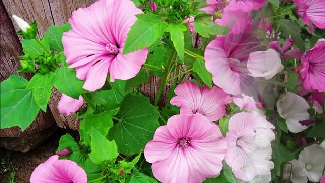 Лаватера - изящное украшение сада без рассады