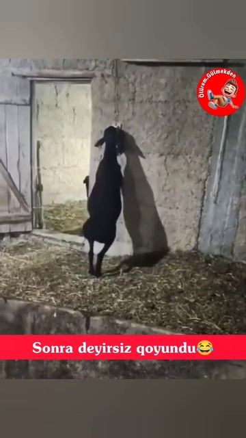 Умные овцы.