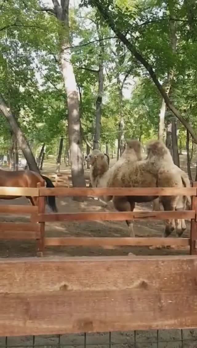 Загородный парк. Самара. осень 2020