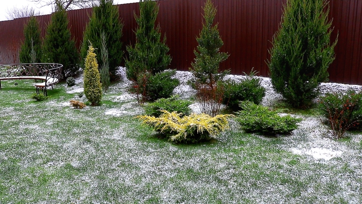 ЧЕМ ПОЛЕЗНЫ МОЖЖЕВЕЛЬНИКИ. 15.12.2025г.