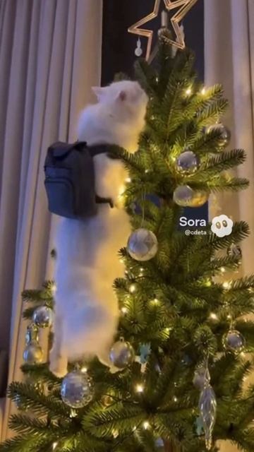 Покоритель.