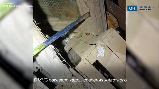 Орловцы показали спасение застрявшего кота
