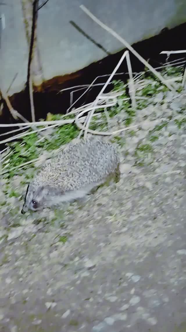 Сергей и Алиса | История двух сердец | Дачные видеозарисовки | Обитатели дачи | Часть 6