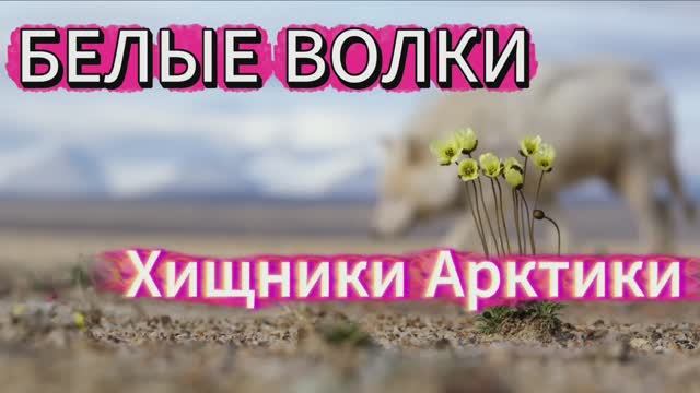 Белые волки - хищники Арктики