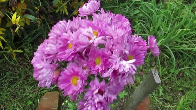 Хризантема корейская: простые правила выращивания для роскошной клумбы