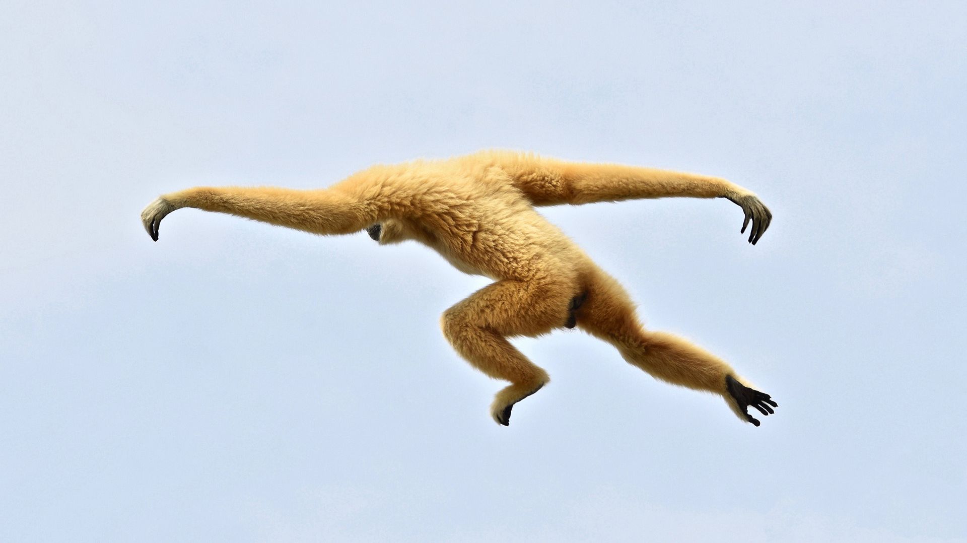 Это Самые Быстрые и Ловкие обезьяны на планете - ГИББОНЫ!