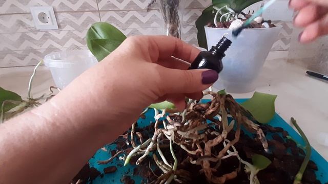 Орхидея Лиодоро бабочка. Отделение детки, пересадки.