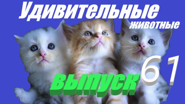 Удивительные животные выпуск 61 #юмор #смешно