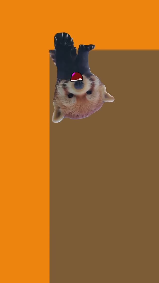 Недели котёнок Shorts (29) Ходить полпотолка