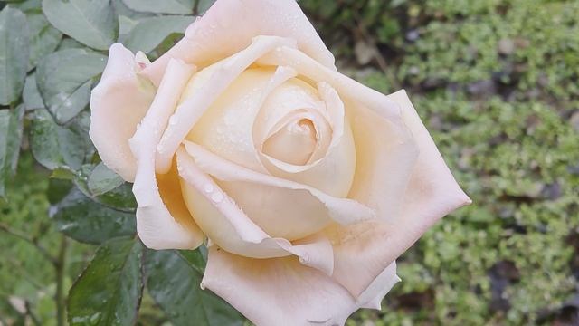 роза в декабре 2025