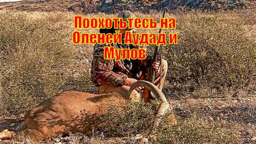 Поохотьтесь на Оленей Аудад и Мулов на Свободном Выгуле в Техасе