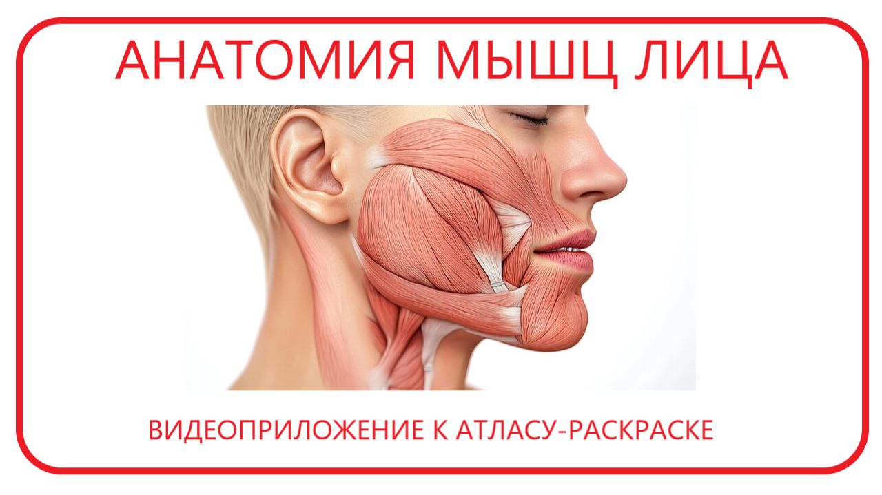 Анатомия мышц лица