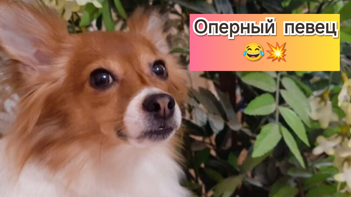 Песни поём 💃Ну или по волчьи воем😂 #русский-то #йоркширскийтерьер