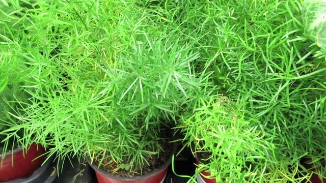 Как правильно поливать Аспарагус в комнатных условиях