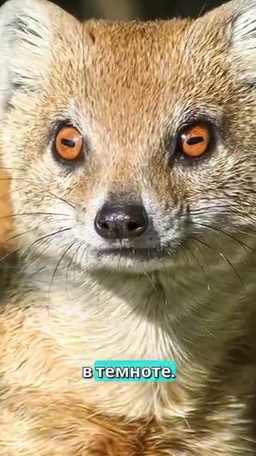 ФАКТЫ о животных