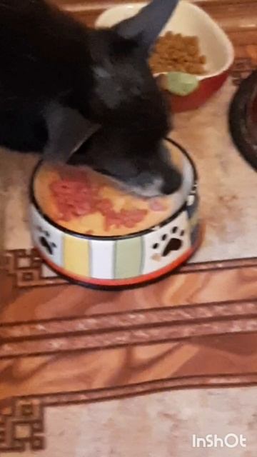 Животные.Сборник интересных моментов из жизни животных.Фильм7.Серия3.Часть3